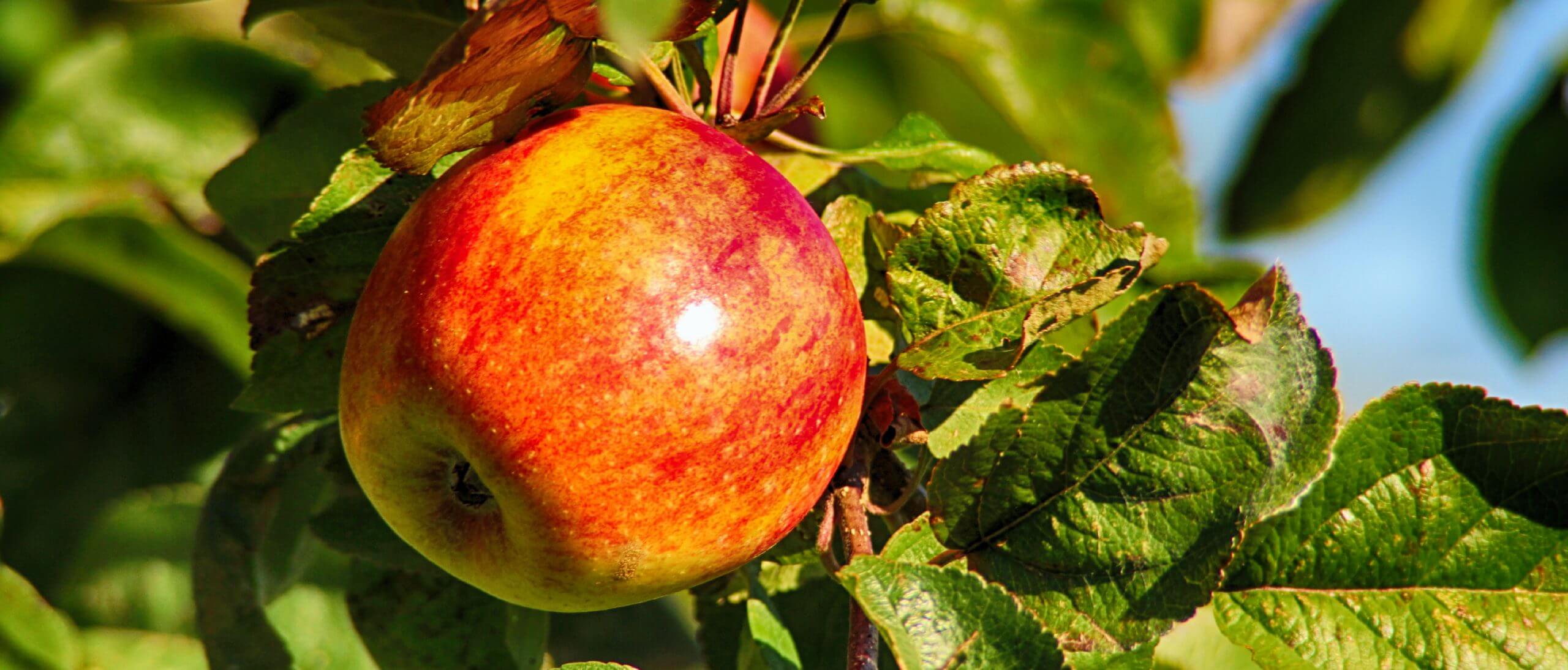 OUR CIDER - Moose Cider