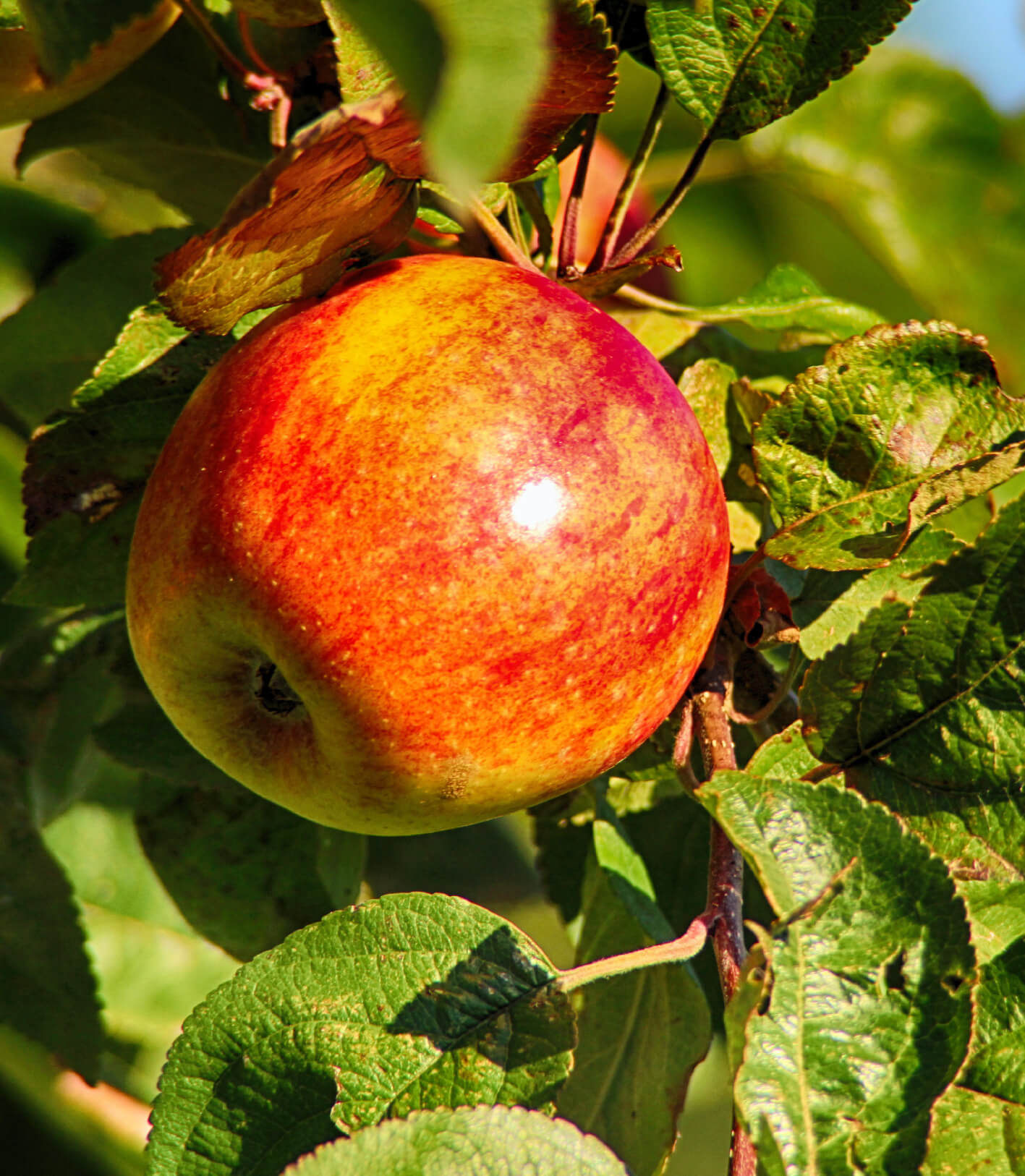 OUR CIDER - Moose Cider